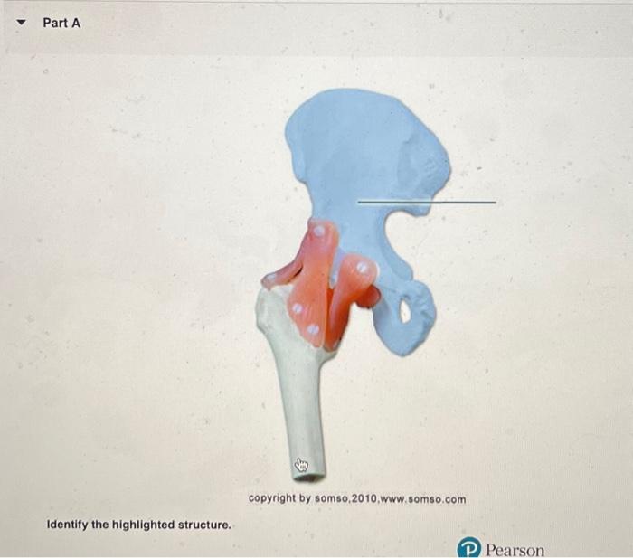 Solved Models > Skeletal System - Joints > Lab Practical > | Chegg.com