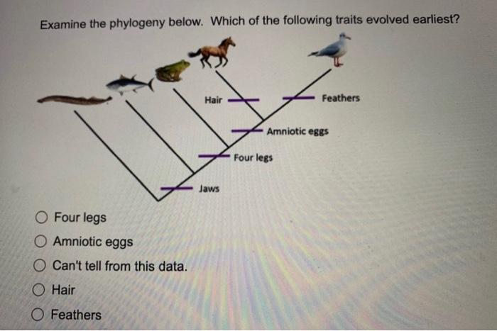 Solved Examine the phylogeny below. Which of the following | Chegg.com