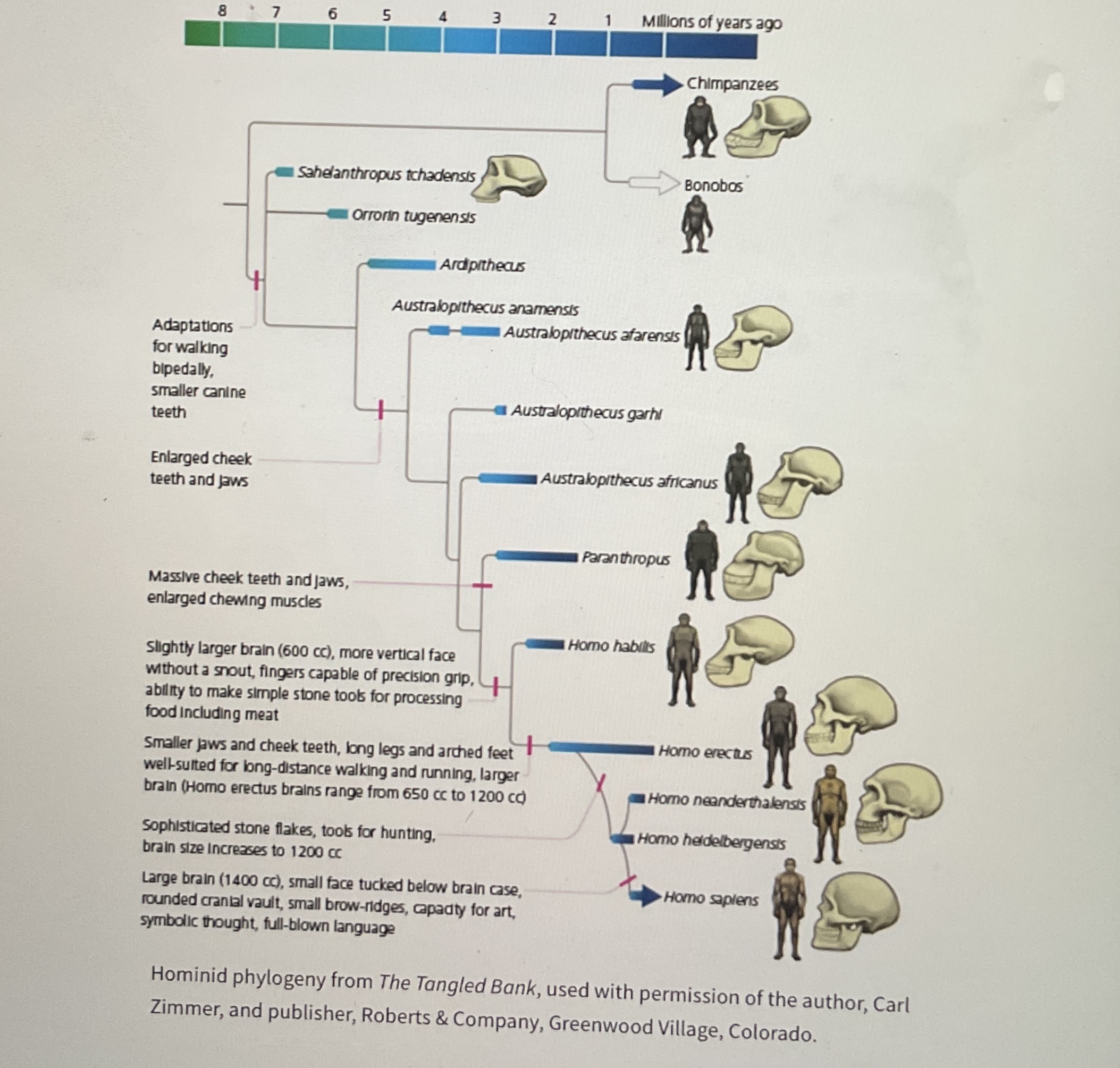 Solved Which of the following groups of the taxis shown on | Chegg.com