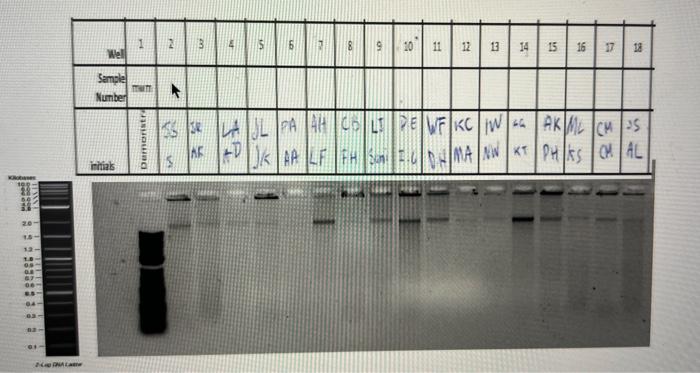 Solved describe nanodrop result | Chegg.com