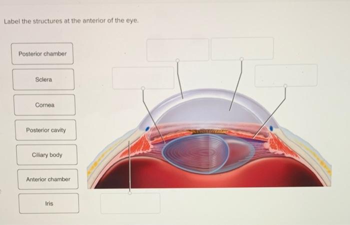 Solved Label the structures at the anterior of the eye. | Chegg.com