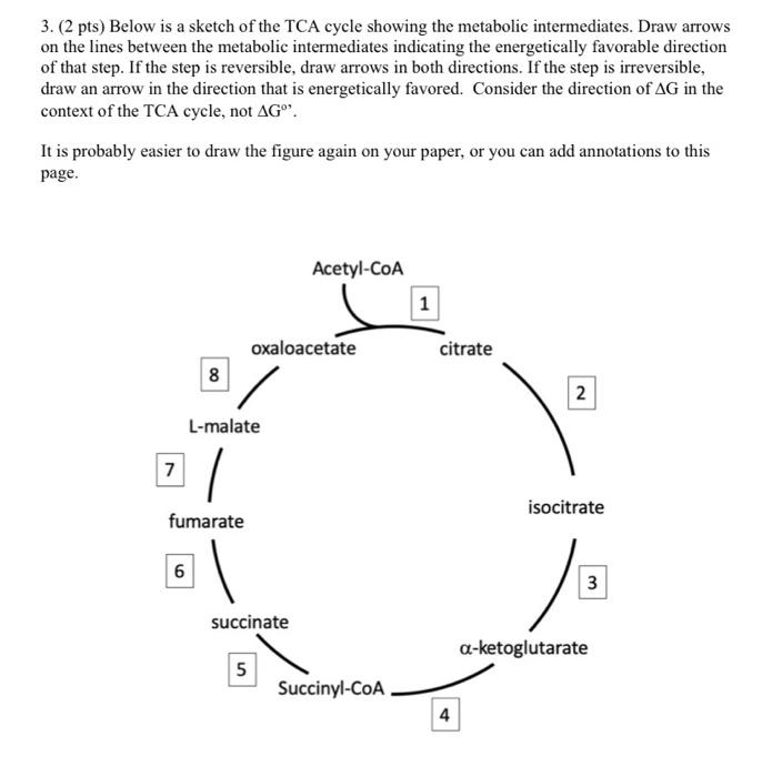 Solved 3. (2 pts) Below is a sketch of the TCA cycle showing | Chegg.com