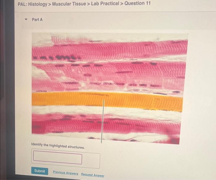 Solved PAL: Histology > Epithelial Tissue > Lab Practical > | Chegg.com