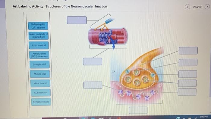 Solved Art-Labeling Activity: Structures of the | Chegg.com
