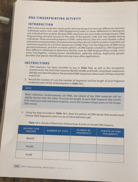 DNA FINGERPRINTING ACTIVITY INTRODUCTION DNA is the | Chegg.com