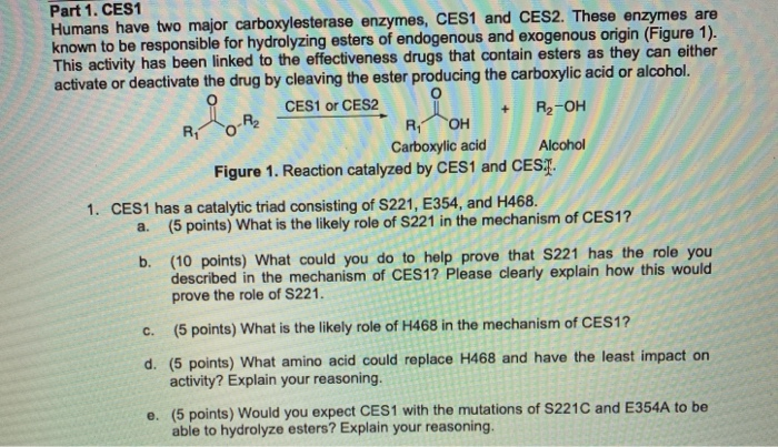 R₂ Part 1. CES1 Humans have two major | Chegg.com