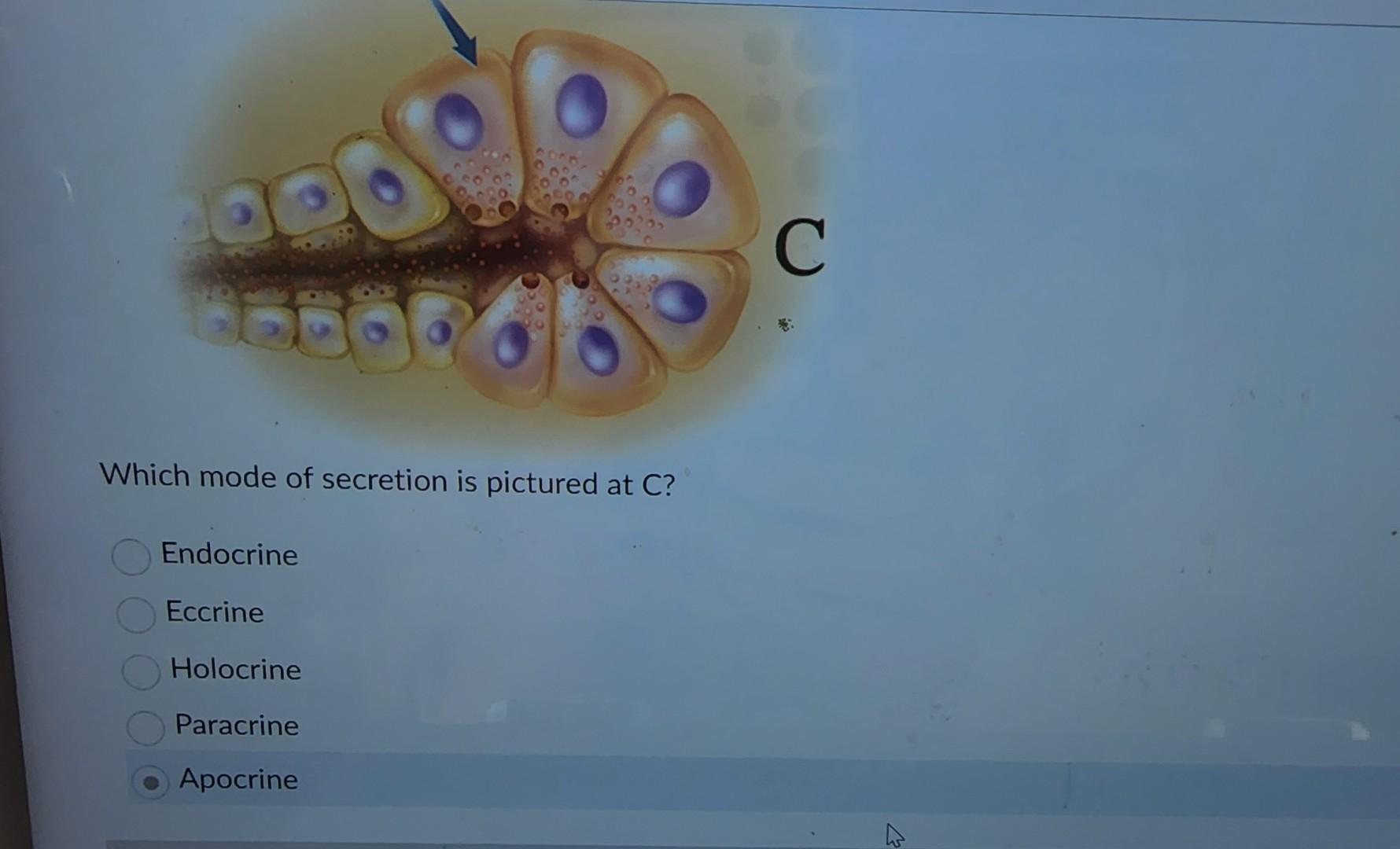 Which mode of secretion is pictured at C? Endocrine | Chegg.com