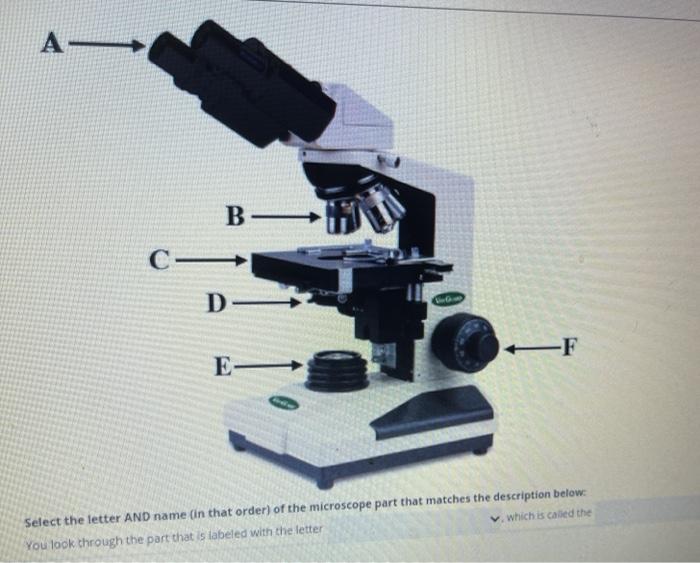 Solved Α. B- C- D- -F E Select the letter AND name in that | Chegg.com
