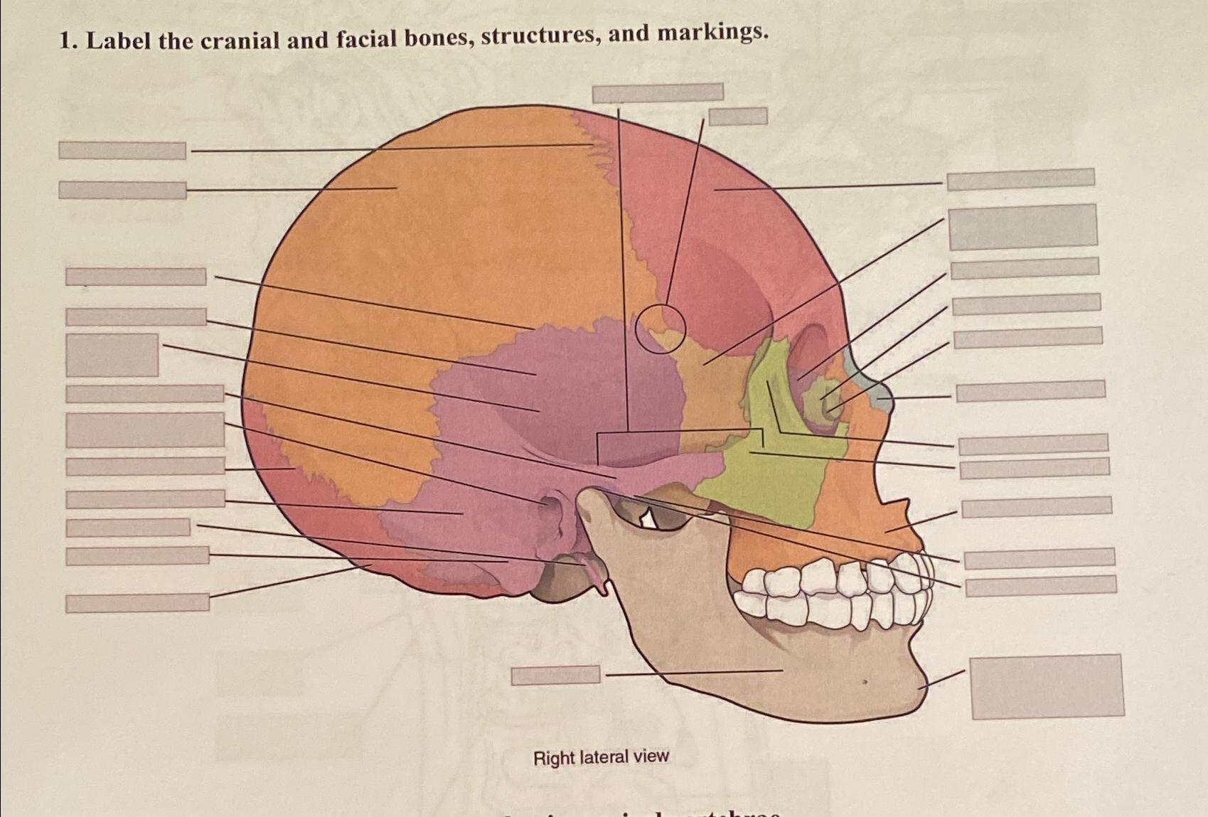 Solved Label the cranial and facial bones, structures, and | Chegg.com