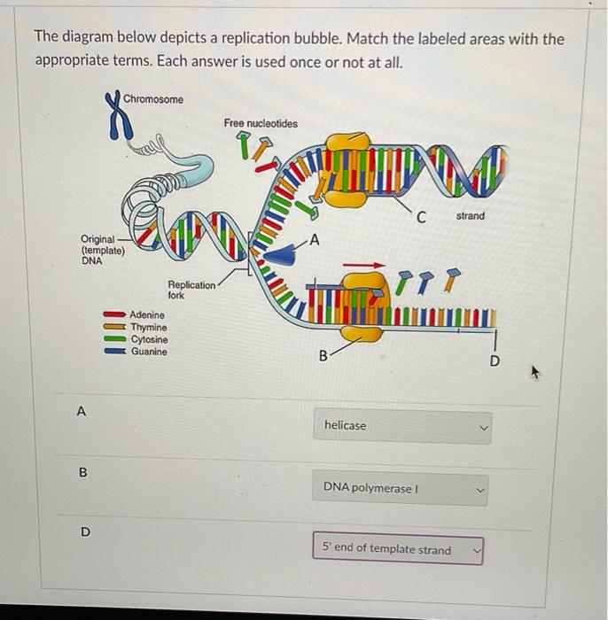 Solved The diagram below depicts a replication bubble. Match | Chegg.com