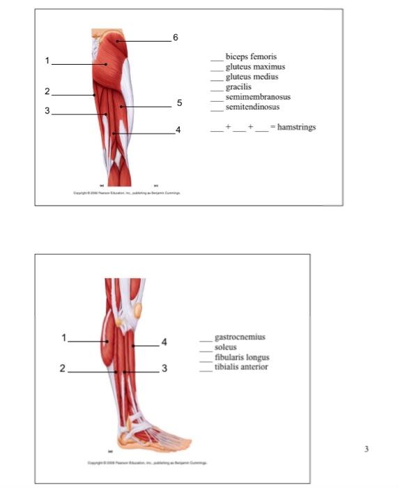 Solved 1 biceps femoris gluteus maximus gluteus medius | Chegg.com
