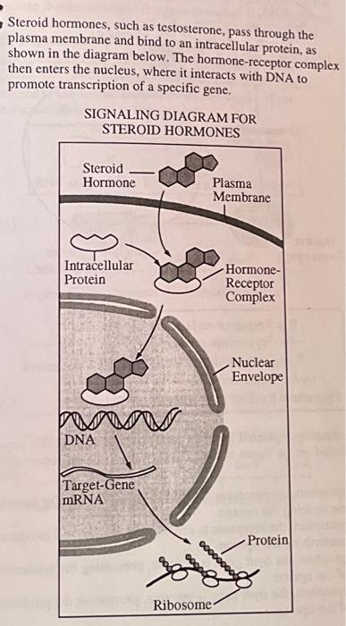 Solved Steroid hormones, such as testosterone, pass through | Chegg.com