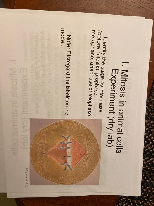 Solved I. Mitosis in animal cells Experiment (dry lab) | Chegg.com