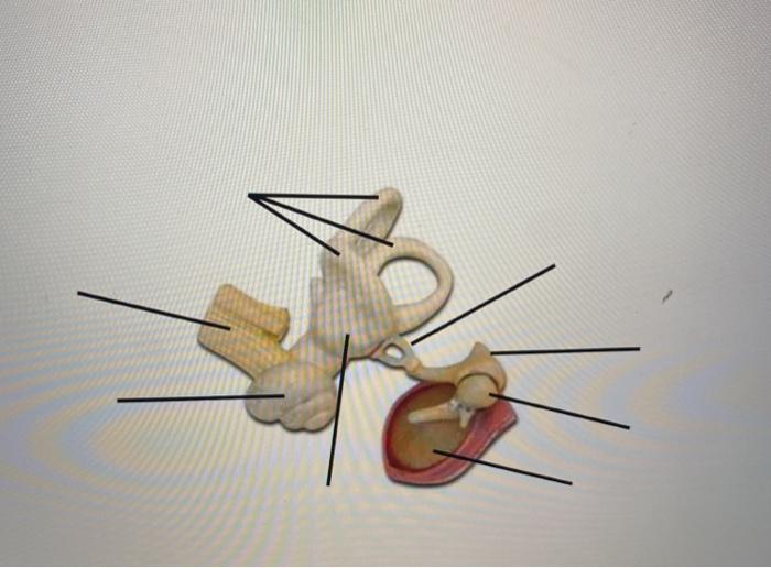 Solved Ear canal (Area) Eardrum Ear Canal fovea | Chegg.com