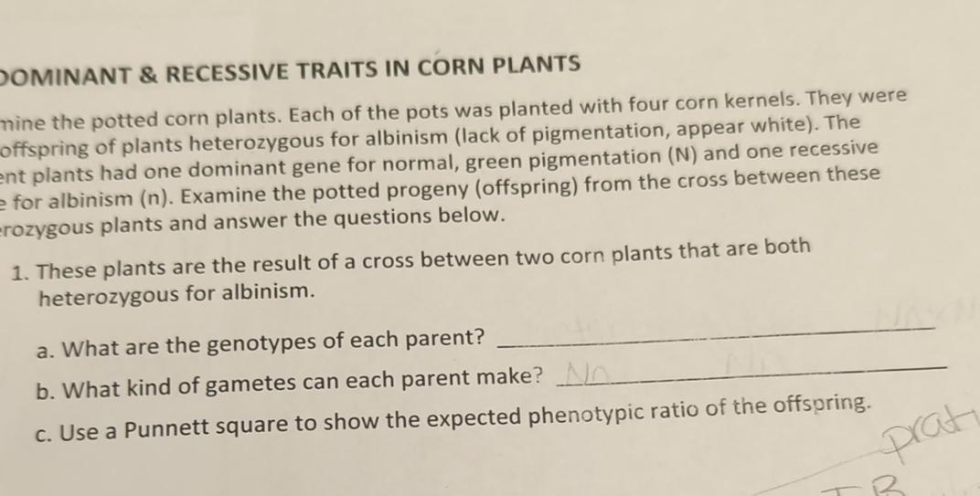 Solved OMINANT & RECESSIVE TRAITS IN CORN PLANTSmine the | Chegg.com