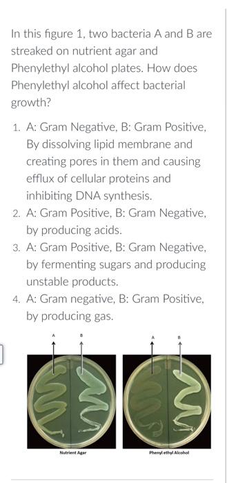 Solved In this figure 1 , two bacteria A and B are streaked | Chegg.com