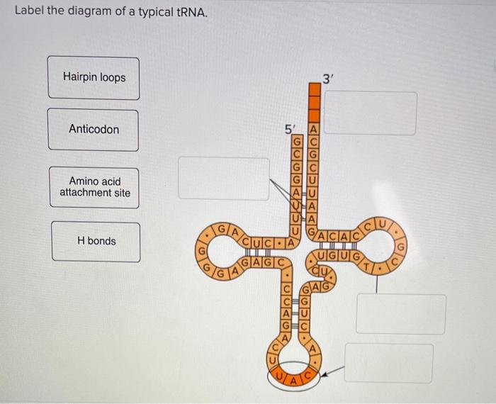 Solved Label the diagram of a typical tRNA. Hairpin loops 3 | Chegg.com