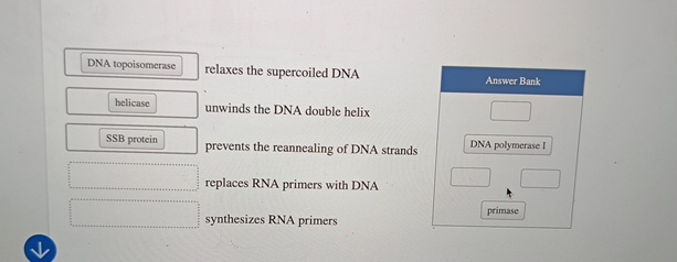 Solved ﻿relaxes the supercoiled DNA ﻿unwinds the DNA | Chegg.com