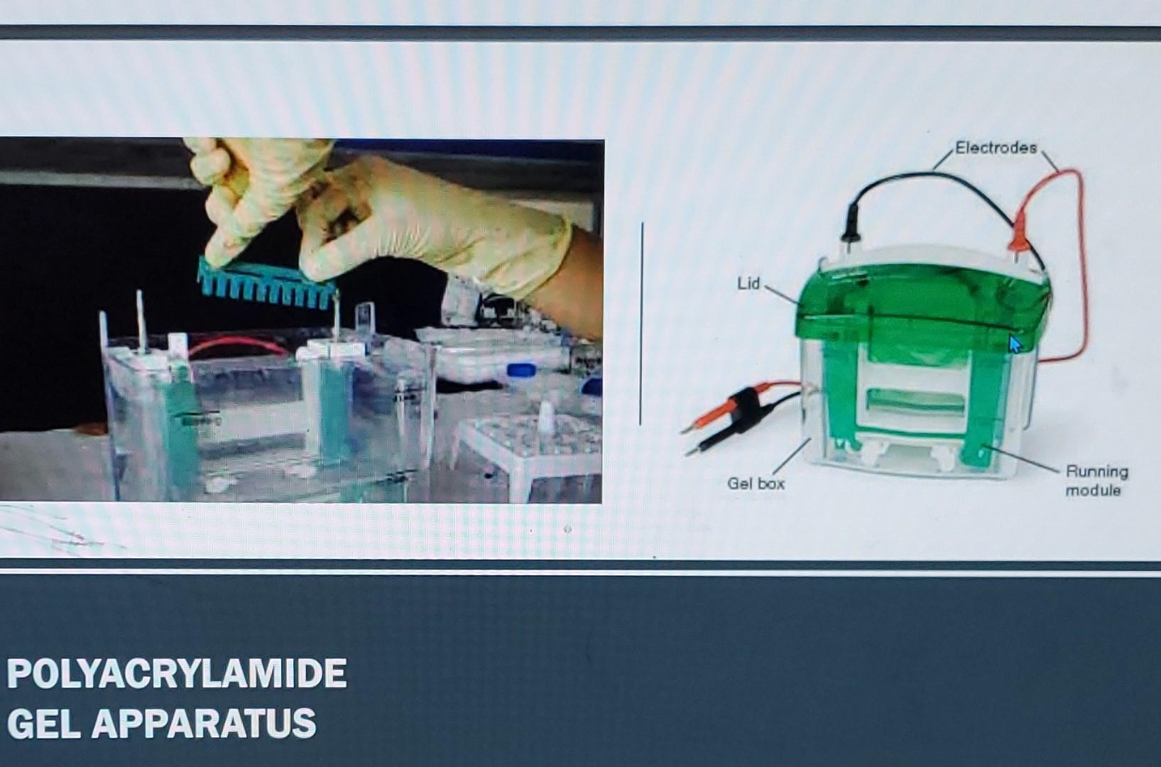 Solved Electrophoresis is the process by which charged | Chegg.com
