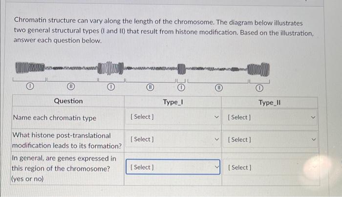 [Solved]: Chromatin structure can vary along the length of