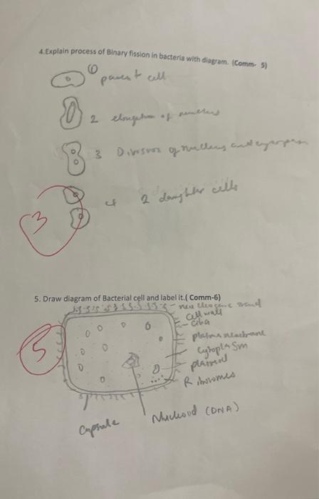 Solved 4. Explain process of Binary fission in bacteria with | Chegg.com