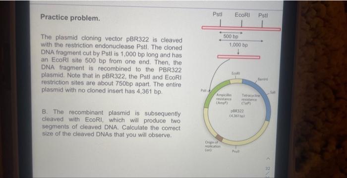 Solved The plasmid cloning vector pBR322 is cleaved with the | Chegg.com