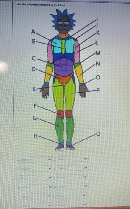Solved Anatomy 001: Labeling each letter of the body from A | Chegg.com