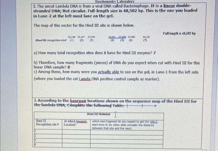 Solved 2. The uncut Lambda DNA is from a viral DNA called | Chegg.com