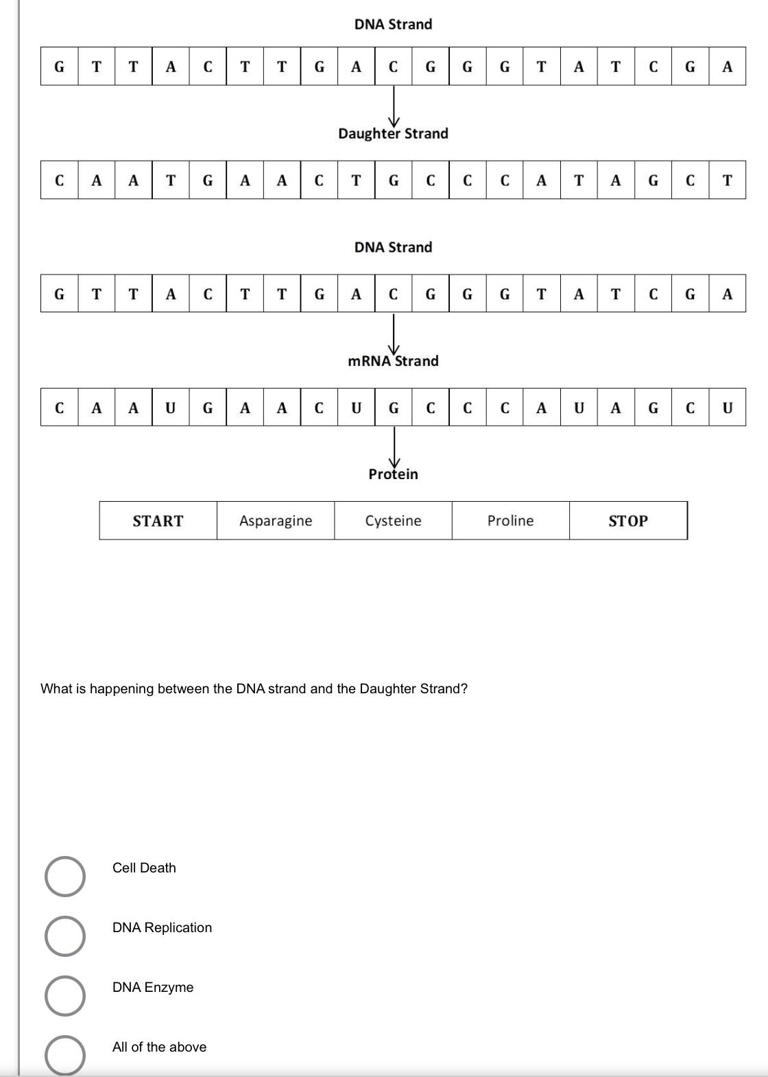 Solved DNA | Chegg.com