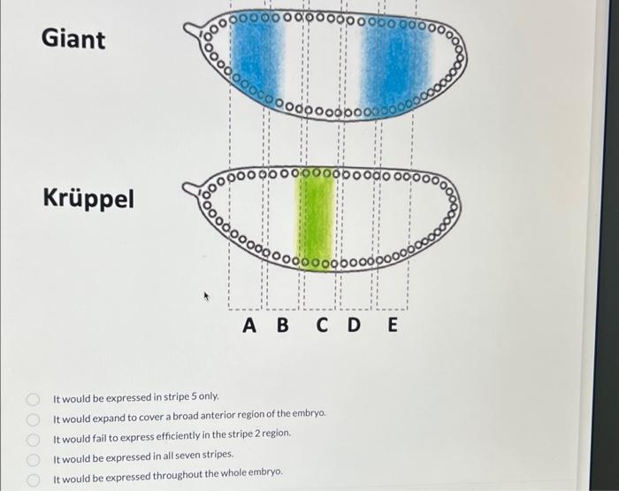 Solved Expression of the Even-skipped (Eve) gene in early | Chegg.com