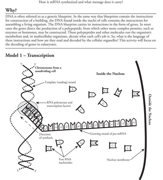 Solved How is mRNA synthesized and what message does it | Chegg.com