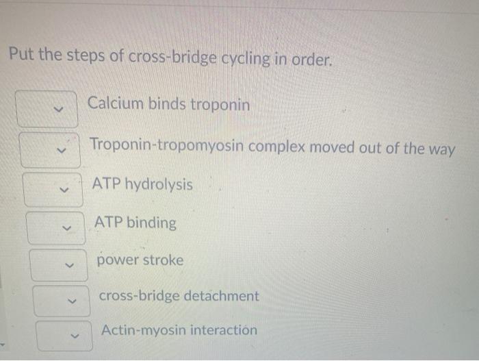 Solved Put the steps of cross-bridge cycling in order. | Chegg.com
