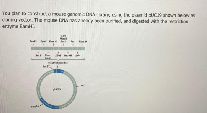Solved You plan to construct a mouse genomic DNA library, | Chegg.com