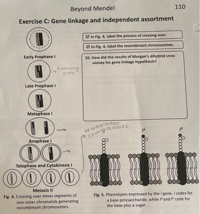 Solved 110 Beyond Mendel Exercise C: Gene linkage and | Chegg.com