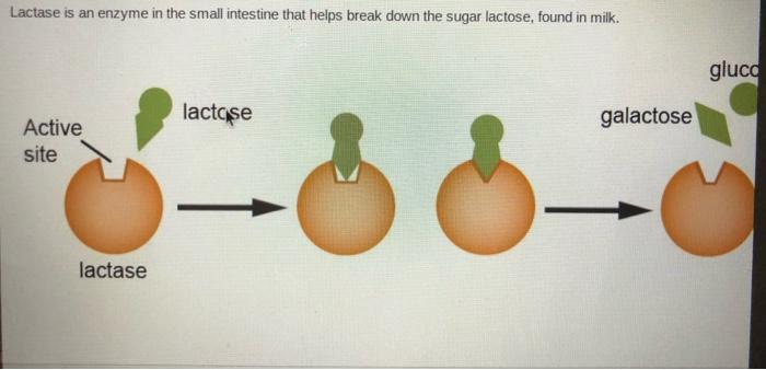 Solved Lactase is an enzyme in the small intestine that | Chegg.com