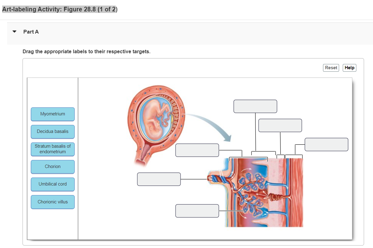 Solved Art-labeling Activity: Figure 28.8 (1 ﻿of 2)Part | Chegg.com