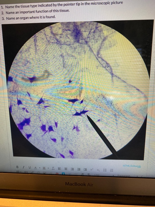 Solved 1. Name the tissue type indicated by the pointer tip | Chegg.com
