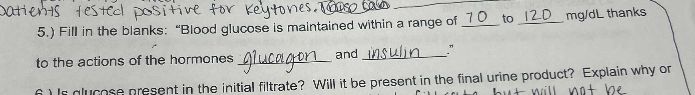 Solved 5.) ﻿Fill in the blanks: "Blood glucose is maintained | Chegg.com