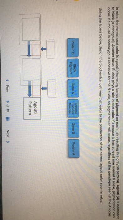 Solved In mice, the normal coat color is agouti (alternating | Chegg.com