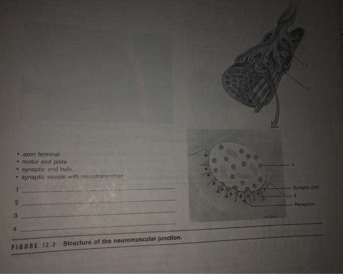 Solved • axon terminal . motor end plate synaptic end bulb | Chegg.com