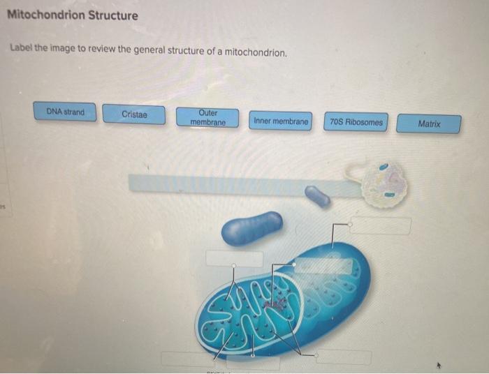 Solved Mitochondrion Structure Label the image to review the | Chegg.com