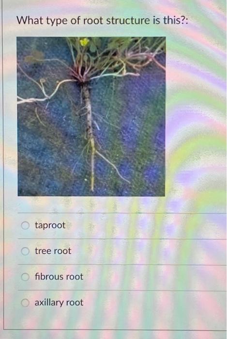 Solved What type of root structure is this?: taproot tree | Chegg.com