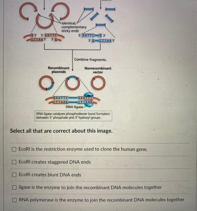 Solved Plasmid vectors Human DNA EcoRI EcoRI EcoRI O EcoRI | Chegg.com