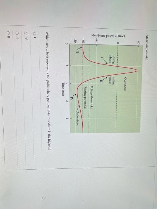 Solved An action potential 40 -Overshoot Rising phase | Chegg.com