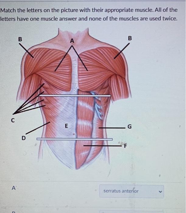 Solved Match the letters on the picture with their | Chegg.com