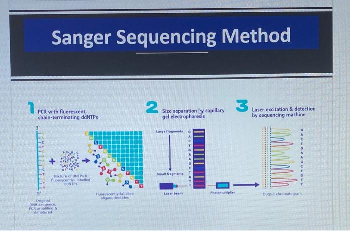 Solved Sanger Sequencing Method 2. 3 PCR with fluorescent, | Chegg.com