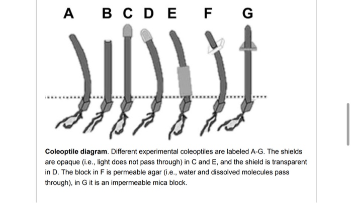 Solved A B C D E F G Coleoptile diagram. Different | Chegg.com