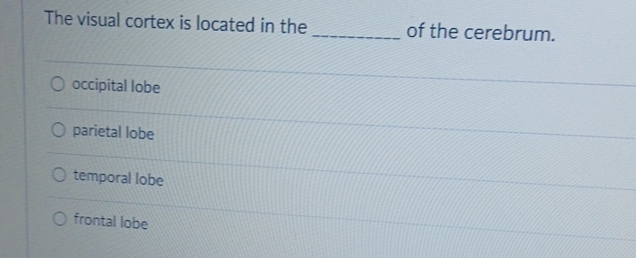 Solved The visual cortex is located in the ﻿of the | Chegg.com
