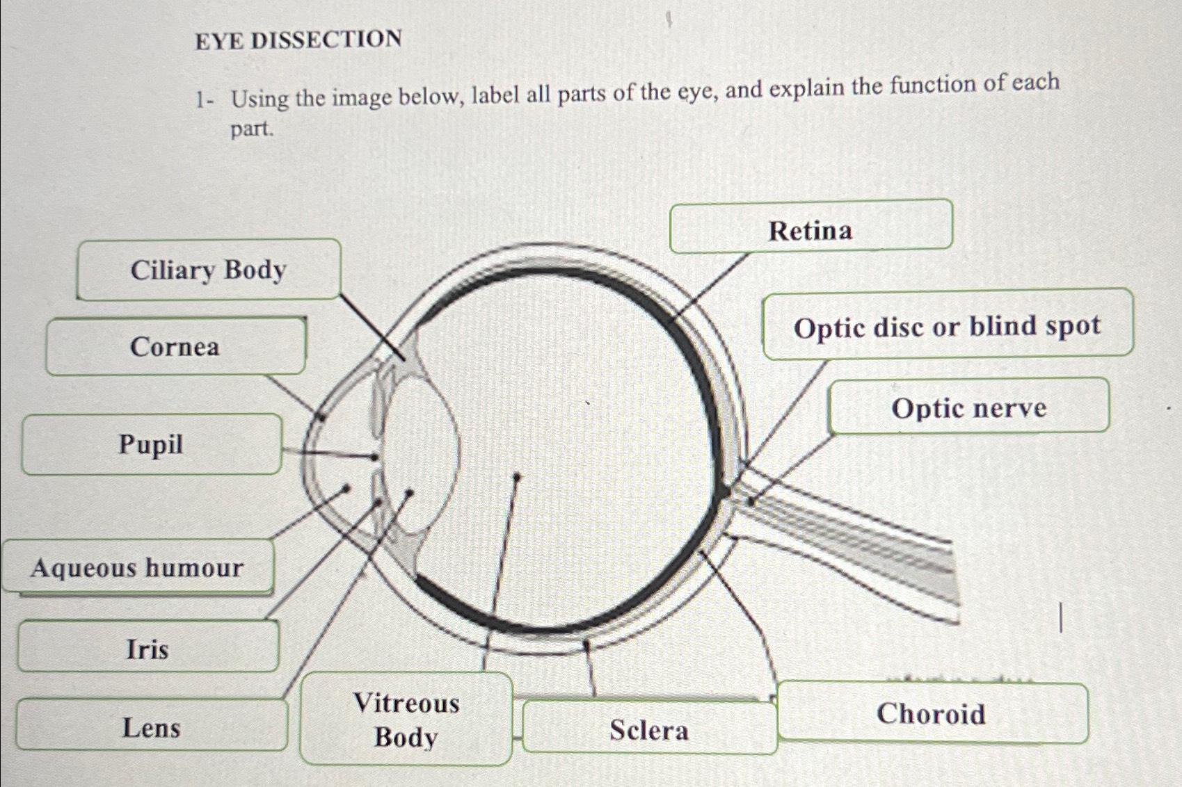 Solved EYE DISSECTION1- ﻿Using the image below, label all | Chegg.com