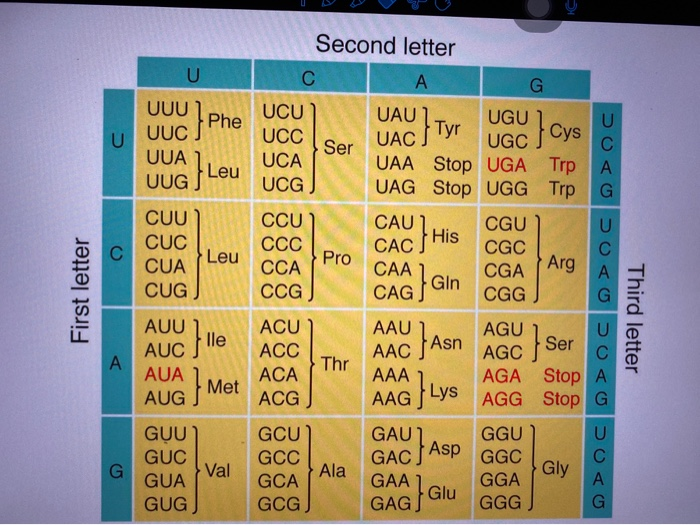 Solved using the codon table, translate the appropriate mRNA | Chegg.com